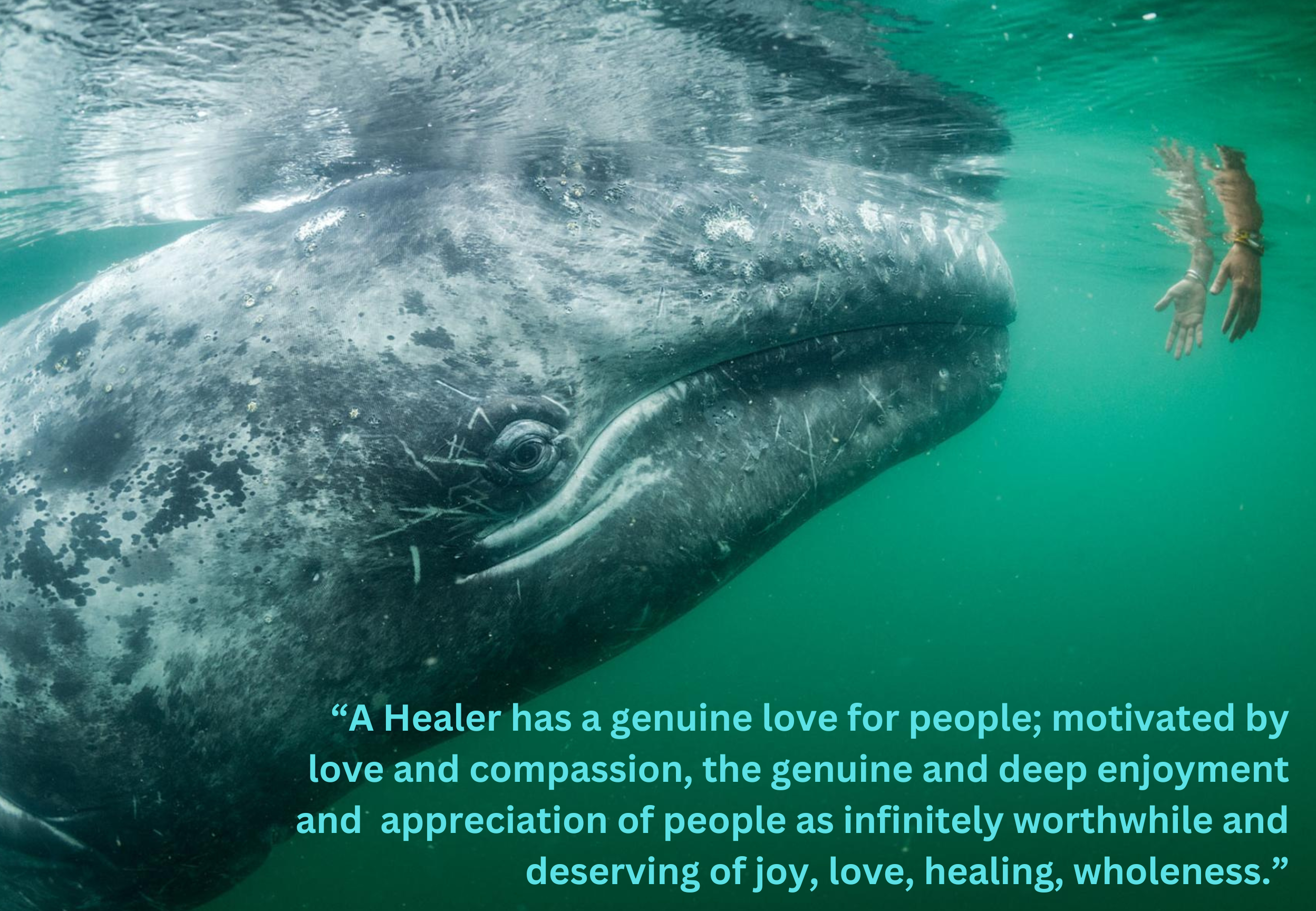 Dolphin-Whale Energy Healer Program Recordings Professional Level ...